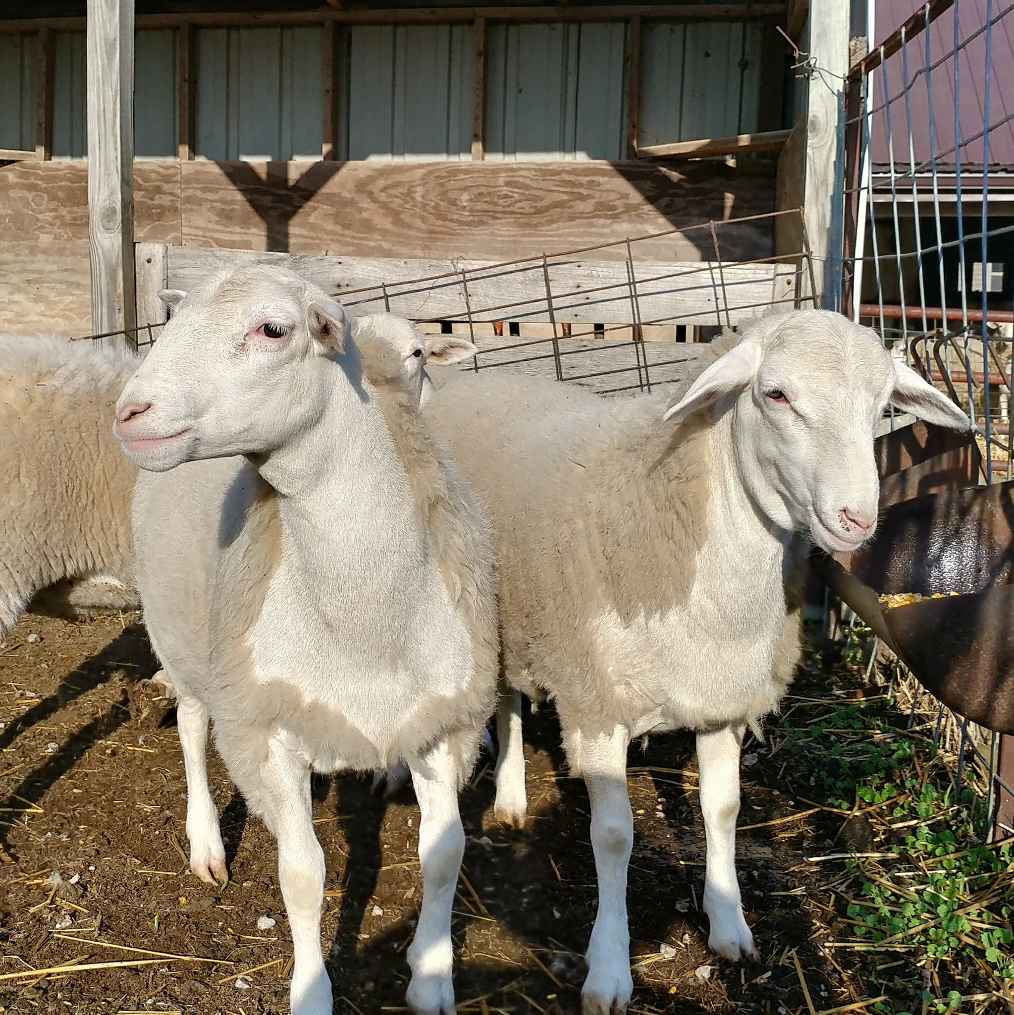 The Last Grain-Fed Lambs | Border Street Sheep Co.